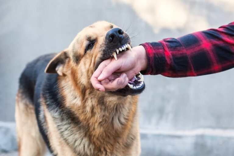 The Most Common Causes of Dog Bite Injuries and How to Claim